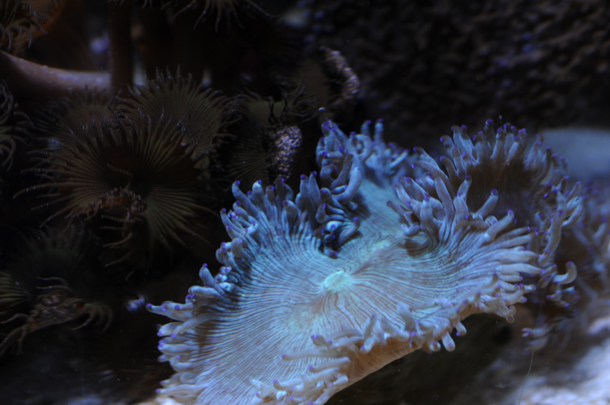 Catalaphyllia – Salvo Franchina